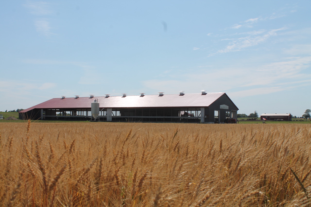 Elm Bend Farms Earn Their Second Master Breeder Shield - Cowsmo