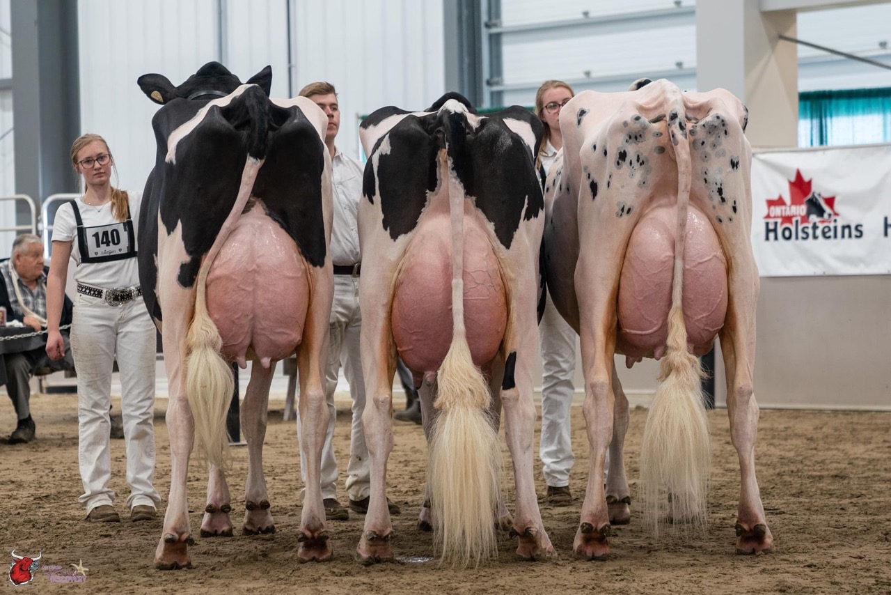 Elm Bend Farms Earn Their Second Master Breeder Shield - Cowsmo