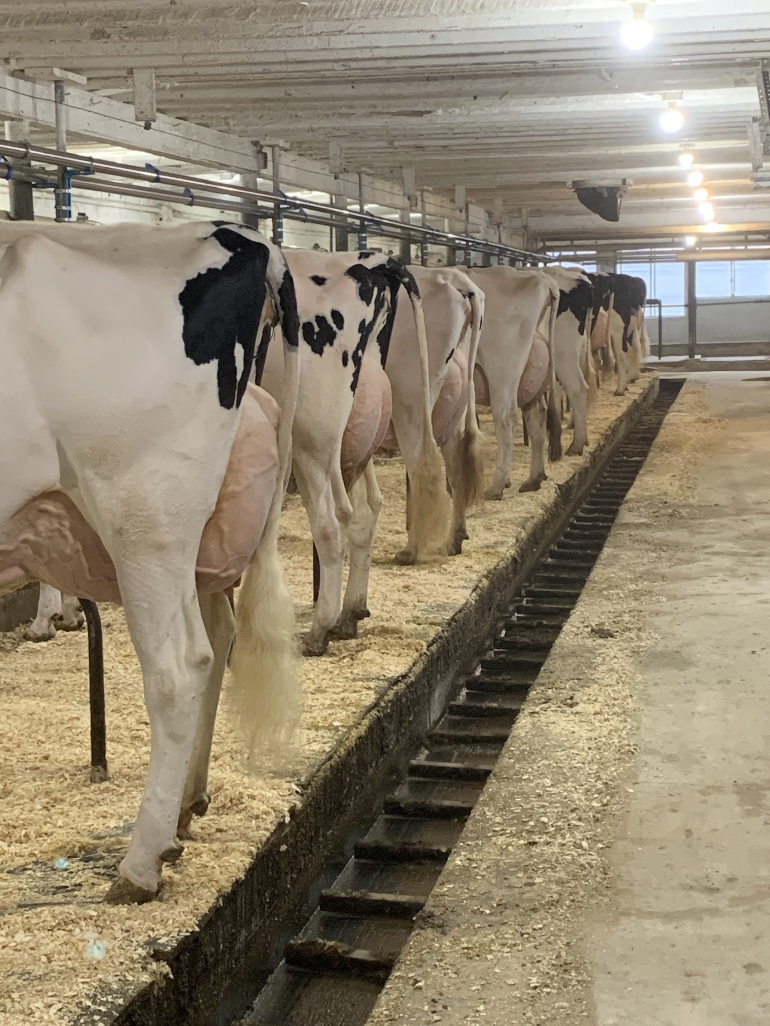 Classification Highlights at Heatherstone Enterprises - Cowsmo