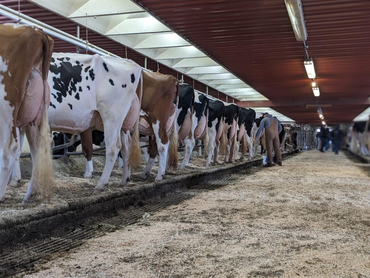Retso Holsteins hosts the classifier! - Cowsmo