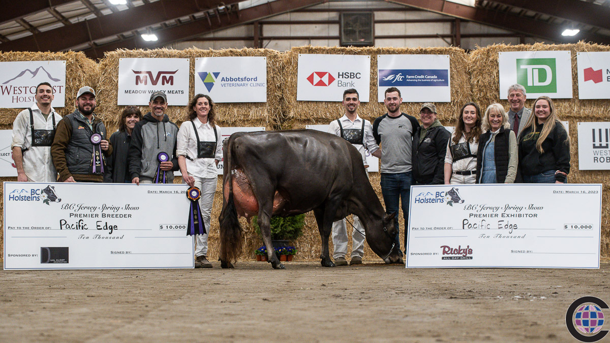 Pacific Edge Premier Diva-ET takes Grand at 2023 BC Jersey Spring Show ...