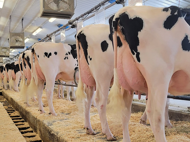 New Scores for the Ladies at Pineland Farms - Cowsmo