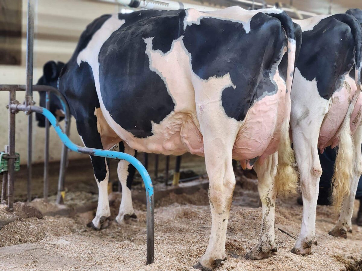 Classification Day at Sheeknoll Farms - Cowsmo