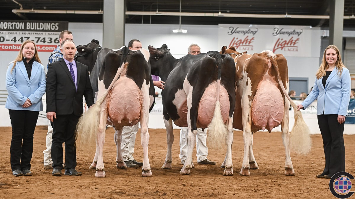 Champions Rise in Hamburg, New York - Cowsmo