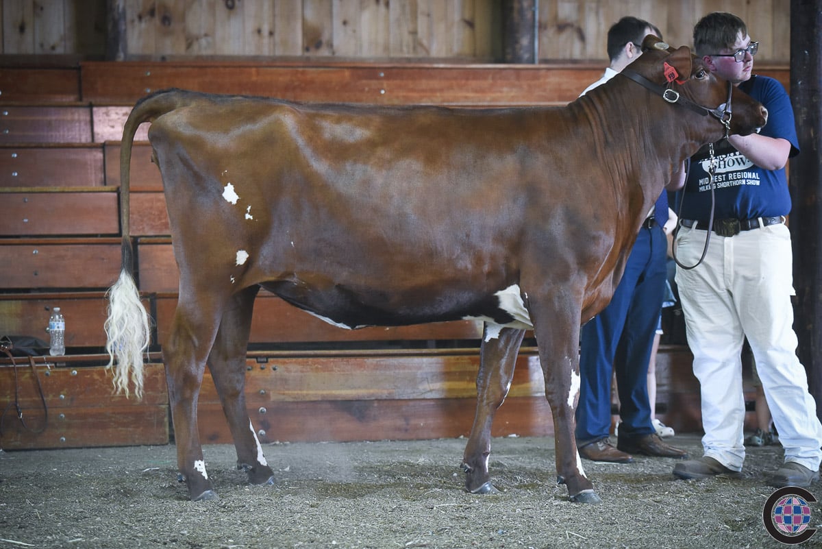 Shorthorn Show Cattle