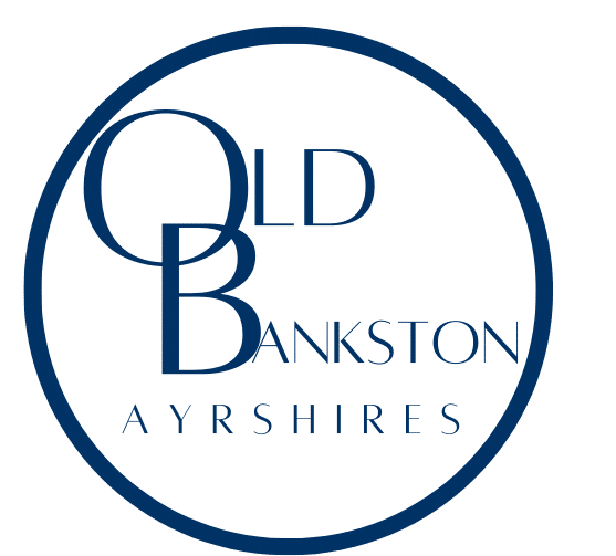 Old-Bankston Ayrshires, Iowa - Classification Results - Cowsmo