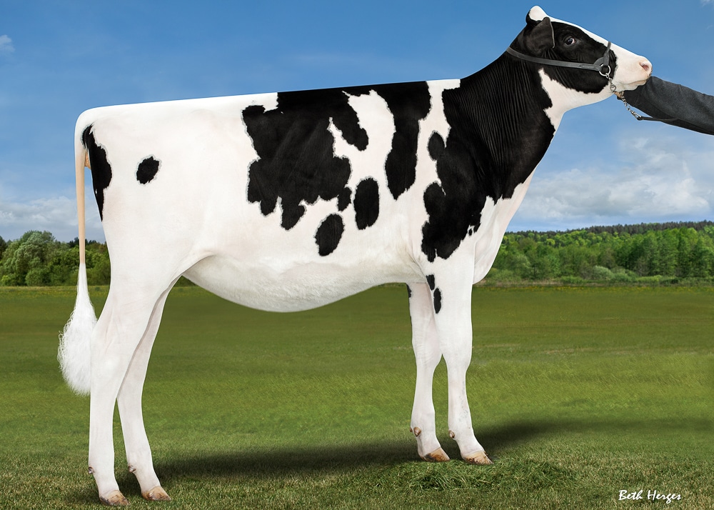 All-American Holstein Nominations 2023 - Cowsmo