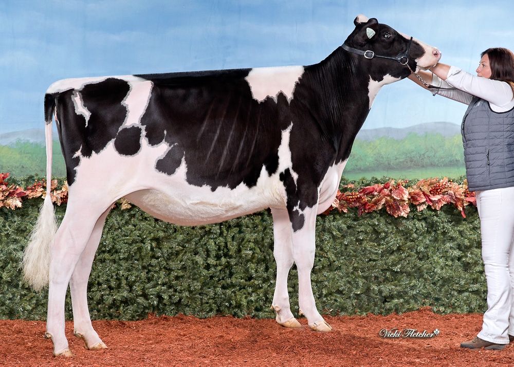 All-American Holstein Nominations 2023 - Cowsmo