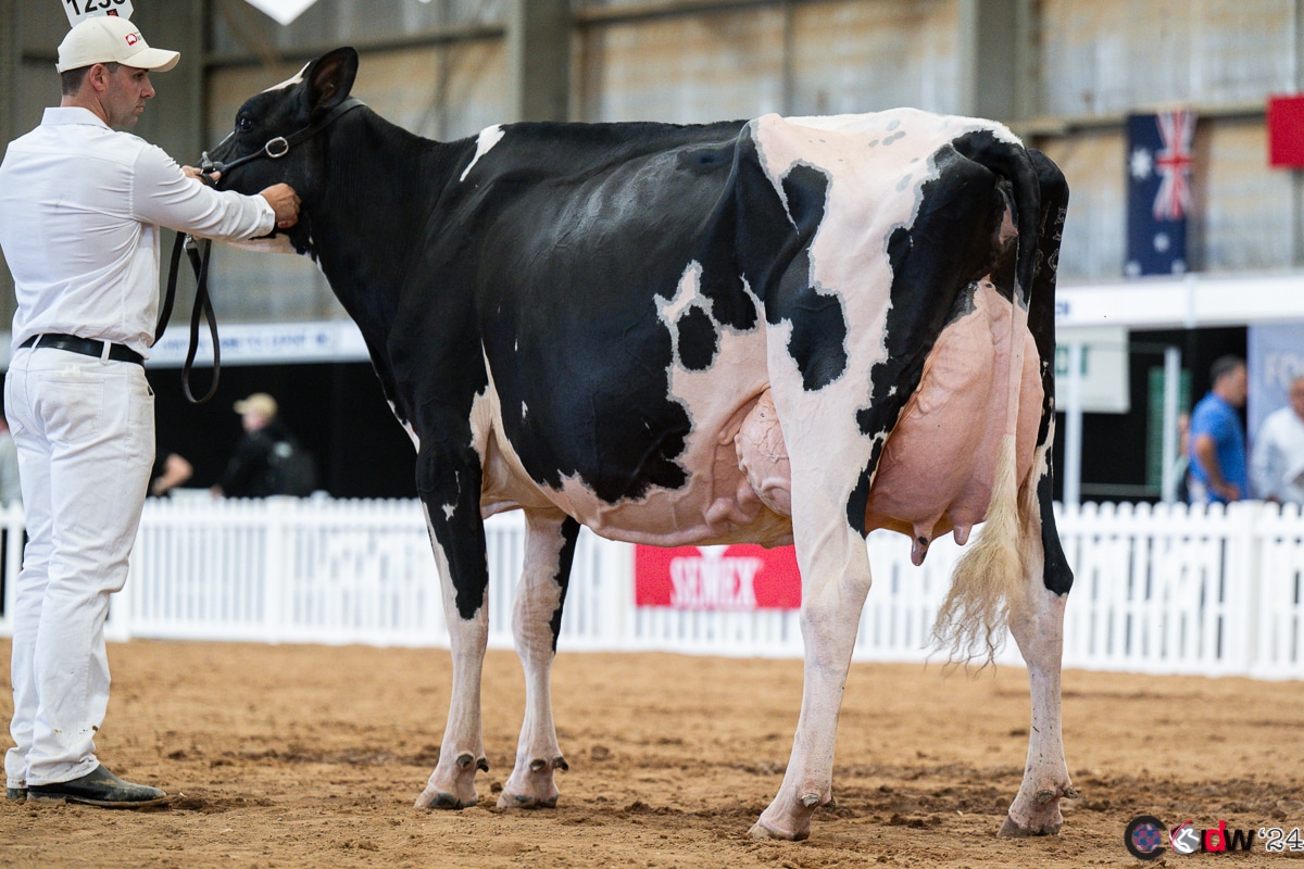 January's Global Show Results - Cowsmo