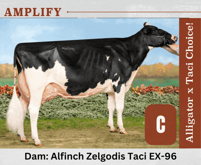 Amplify 2024 - Cowsmo