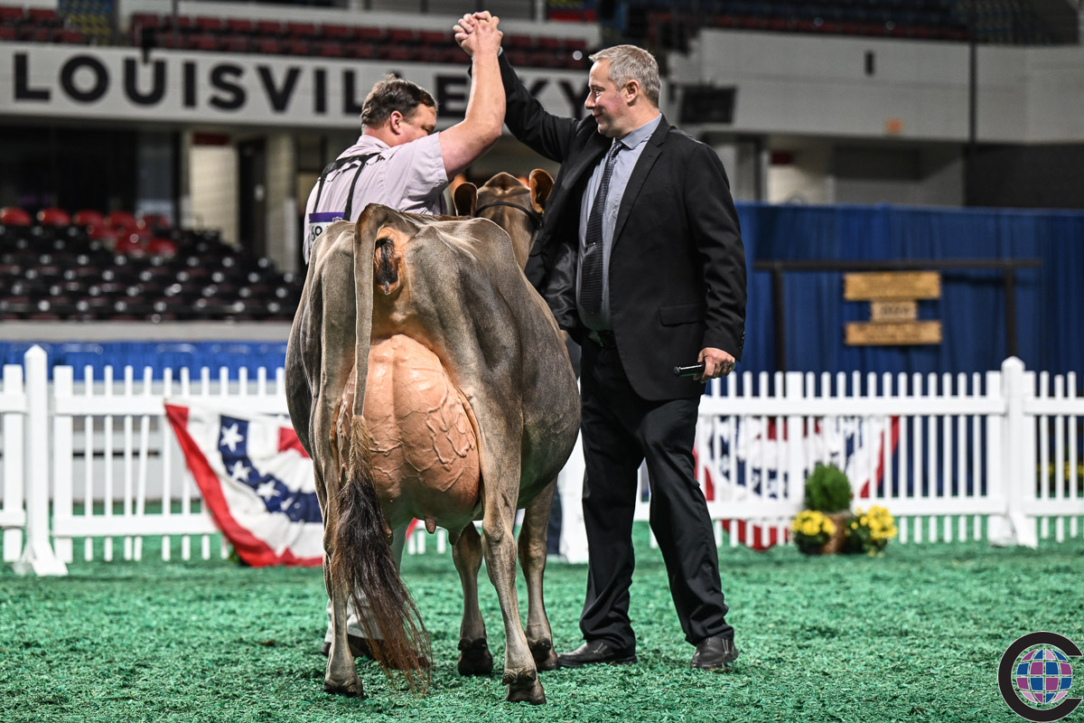 All American Jersey Show 2024