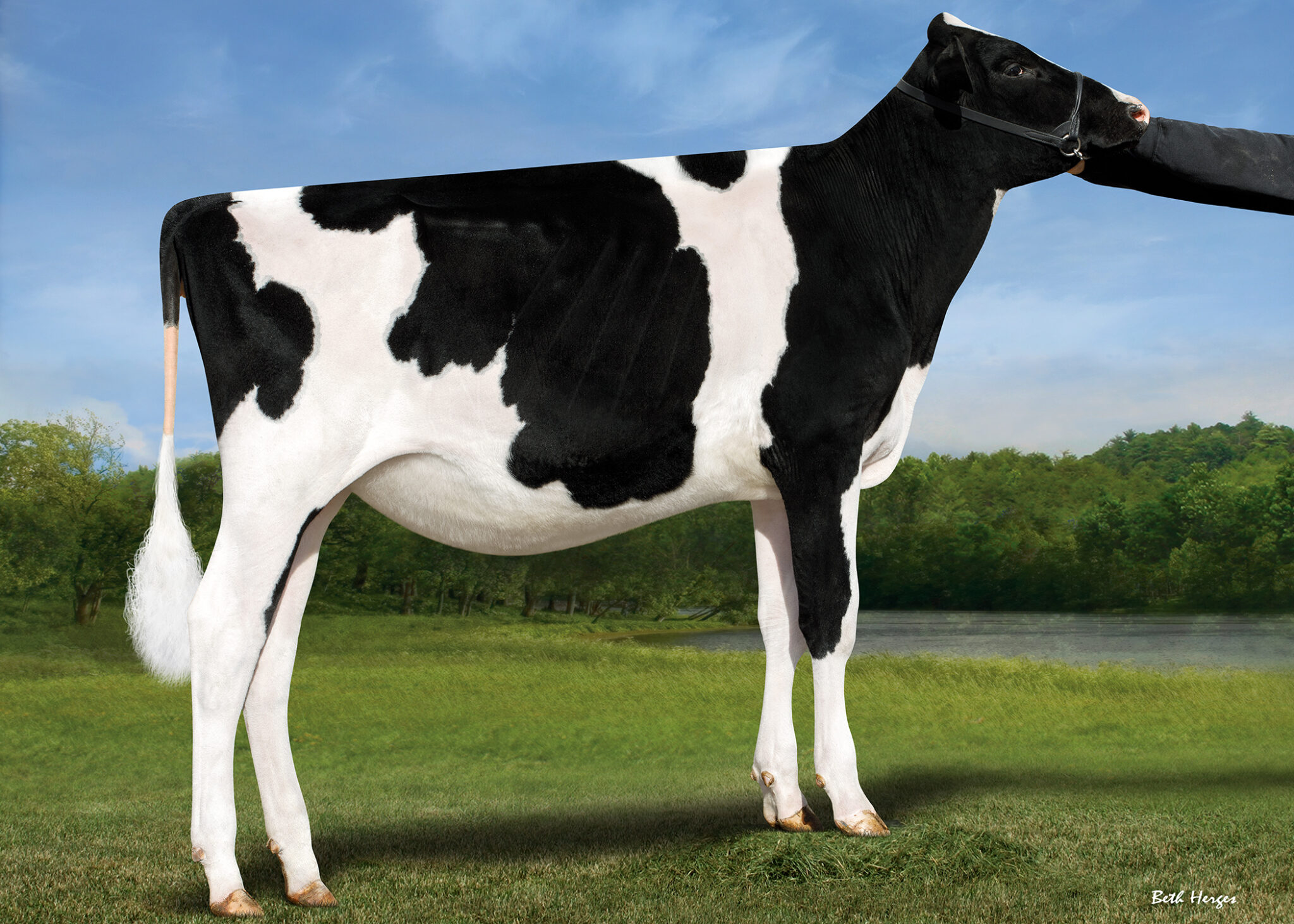 All-American Holstein Nominations 2024 - Cowsmo