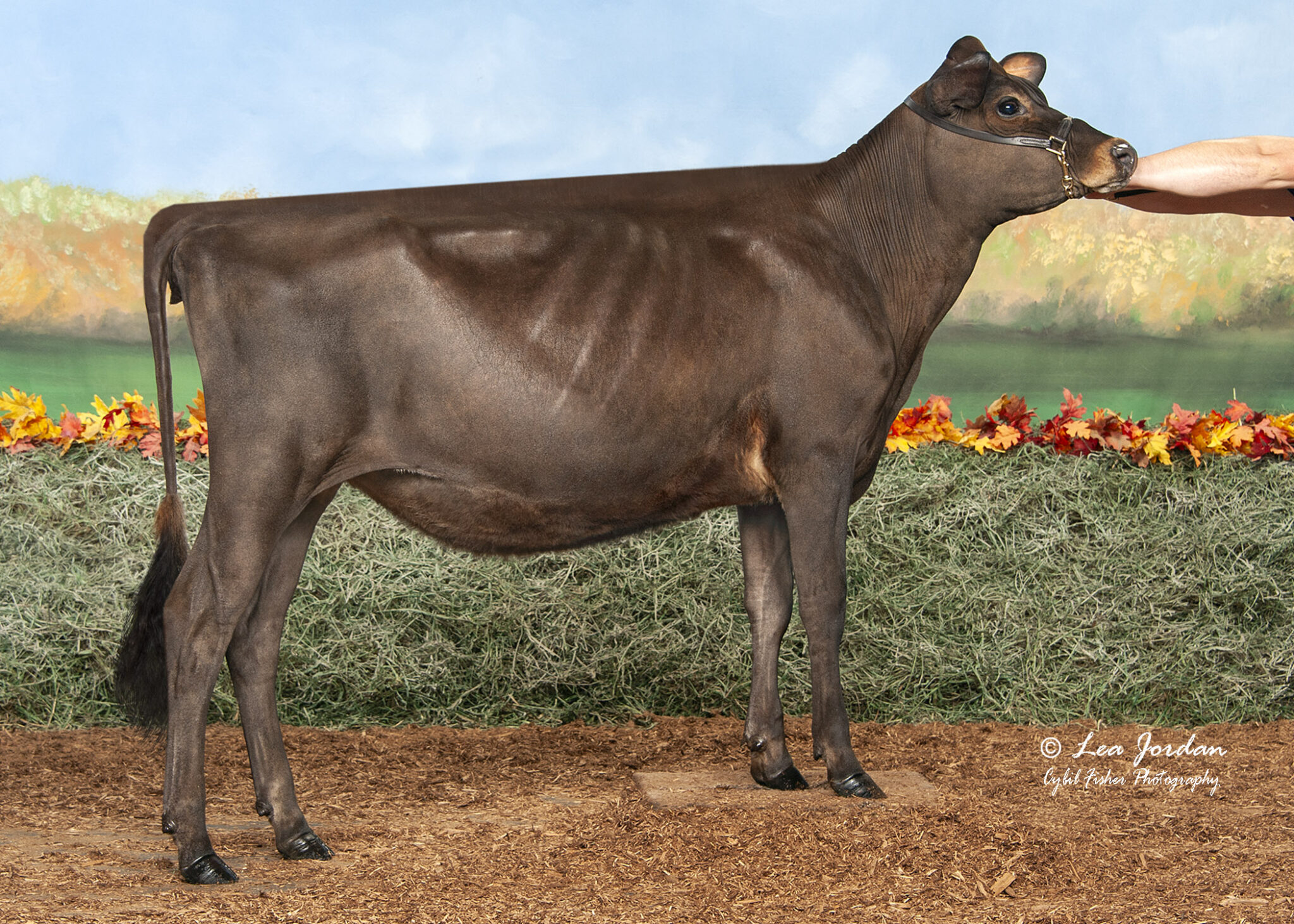 All-American Jersey Winners 2024 - Cowsmo