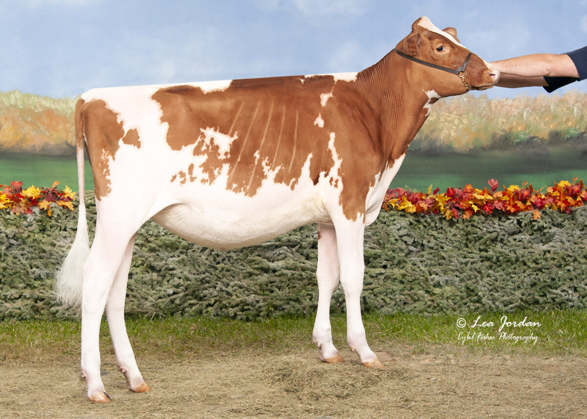 All-American Holstein Nominations 2024 - Cowsmo