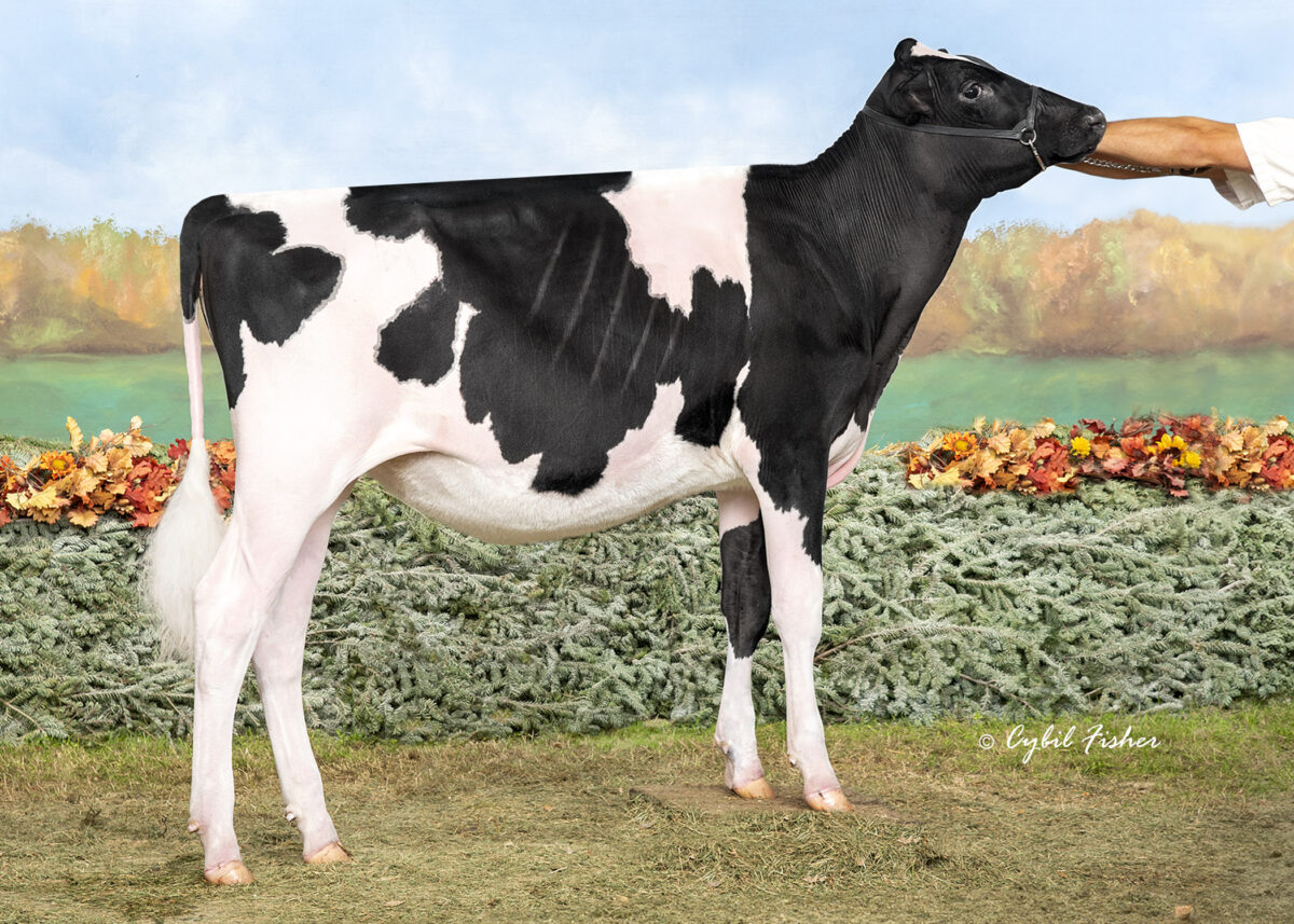 All-American Holstein Nominations 2024 - Cowsmo