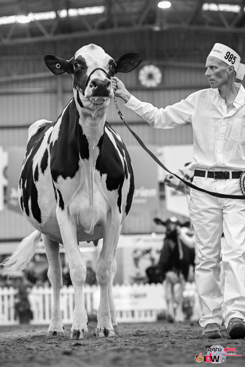 Matt Templeton - Renowned Dairyman, Judge & Fitter Honored with Lex ...