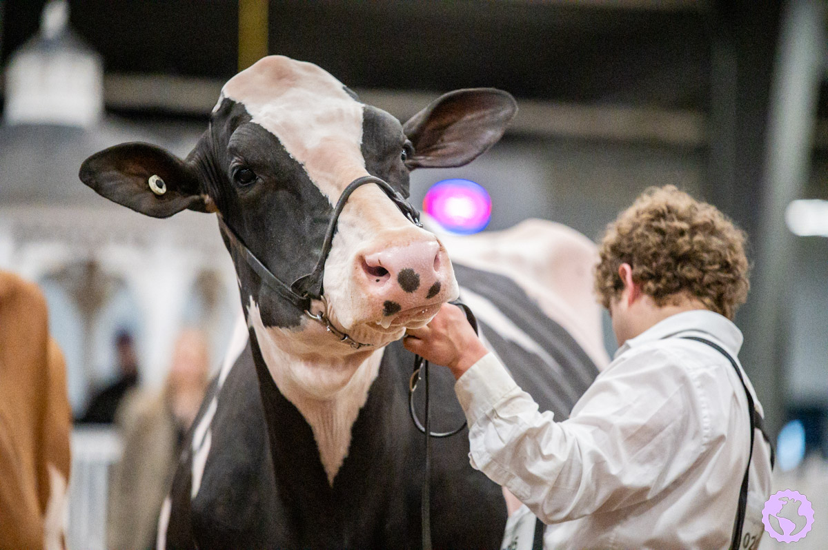 Northeast Spring National Junior Holstein Show 2025