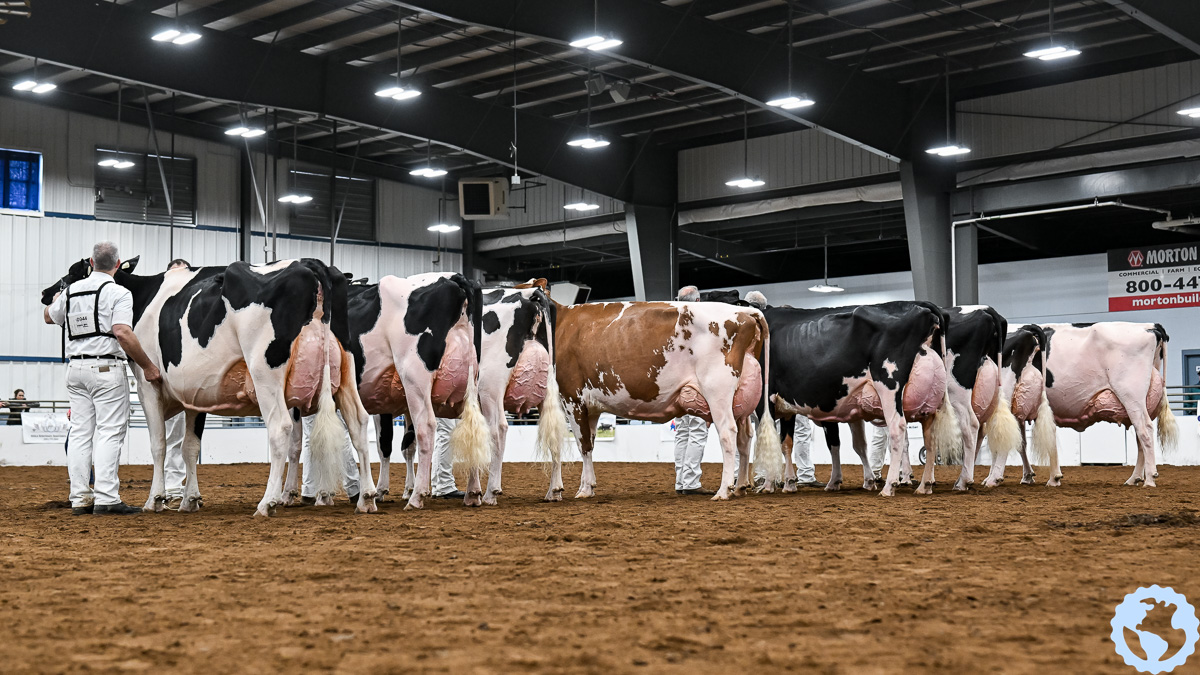 Northeast Spring National Holstein Show 2025