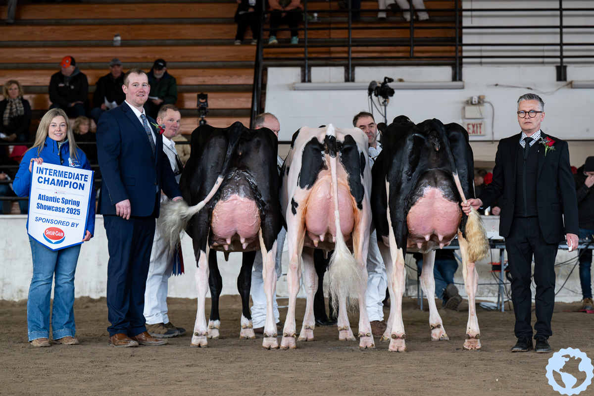 Atlantic Spring Holstein Showcase 2025