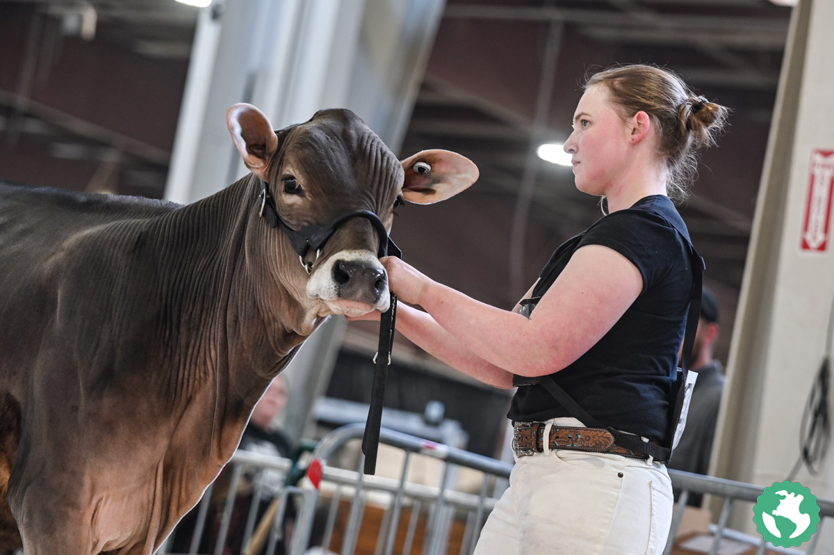 Northeast Spring Brown Swiss Show 2025