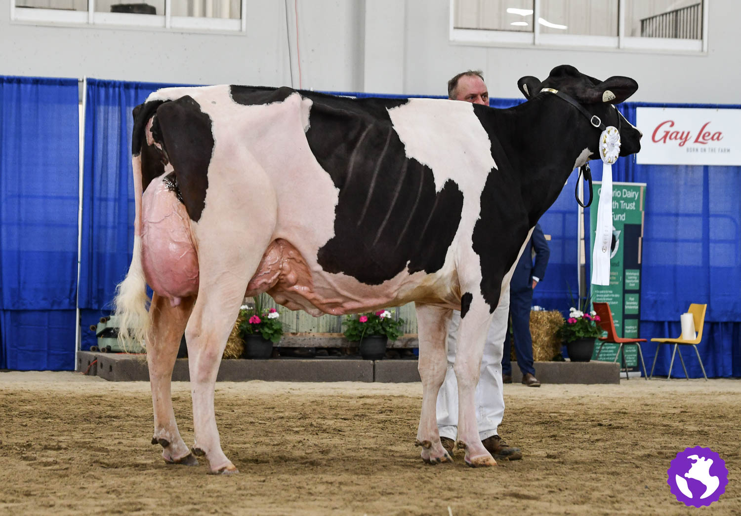 Ontario Spring Discovery Holstein Show 2025