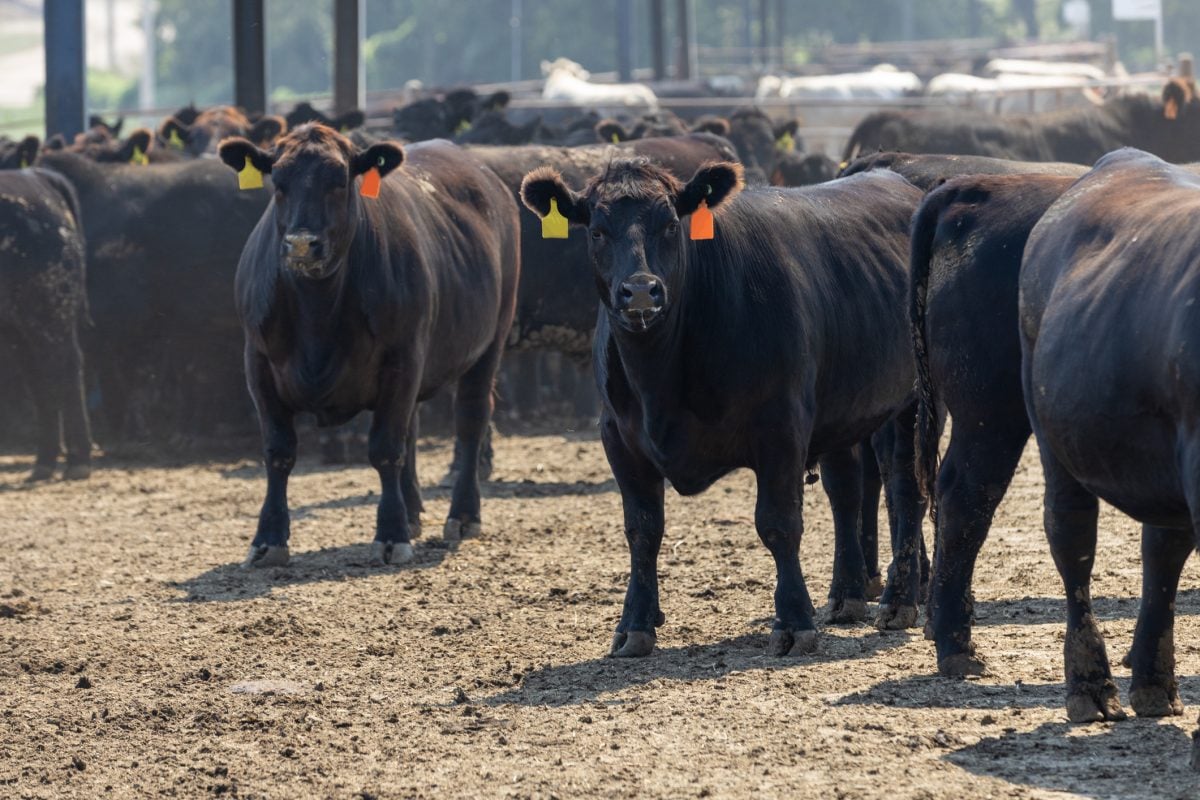 U.S. Cattle Futures Reach New Contract Highs - Cowsmo