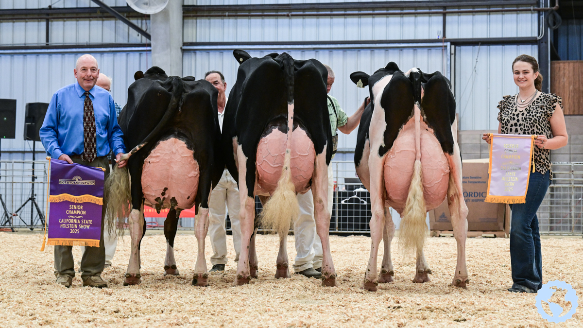 California Spring Spectacular Holstein Show 2025