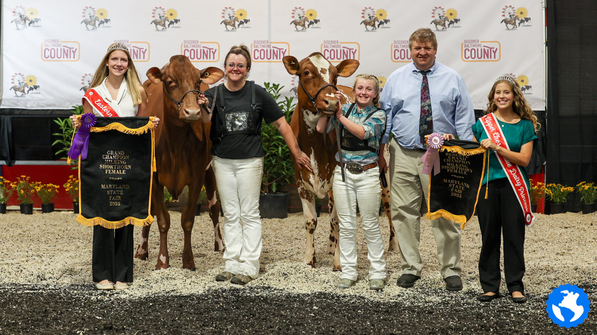 Maryland State Fair Milking Shorthorn Show 2025