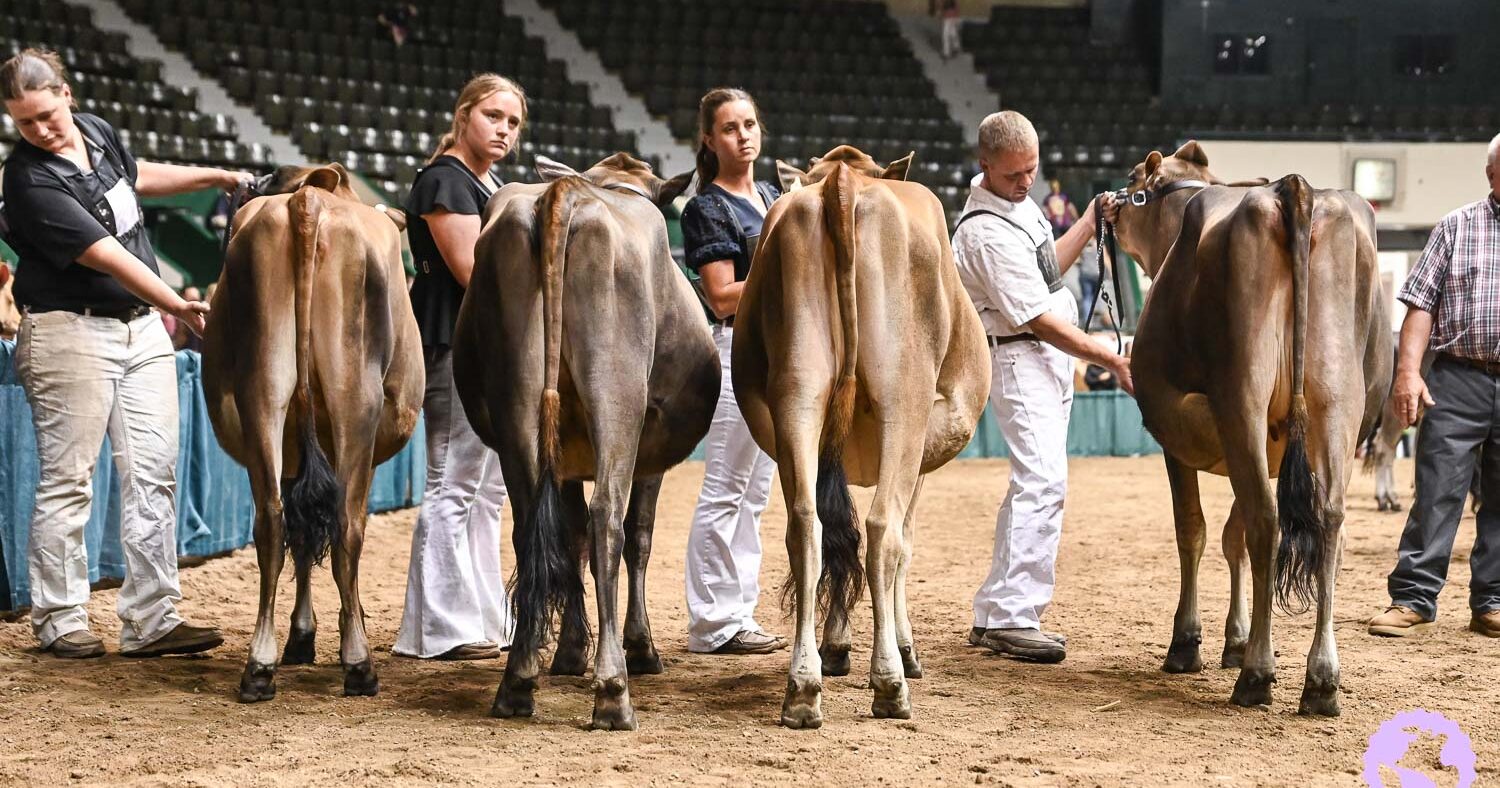 Minnesota State Fair Jersey Show 2025