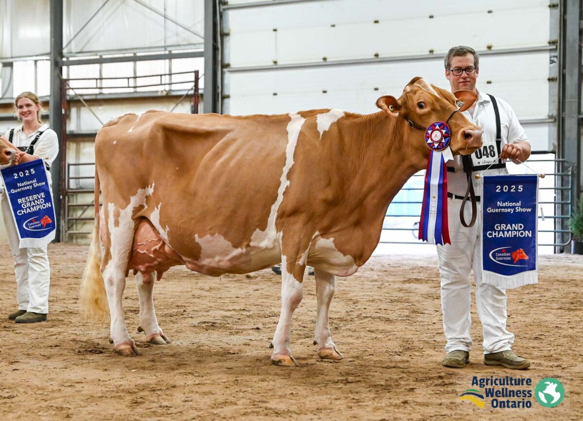 Shows & Sales Archive - Cowsmo