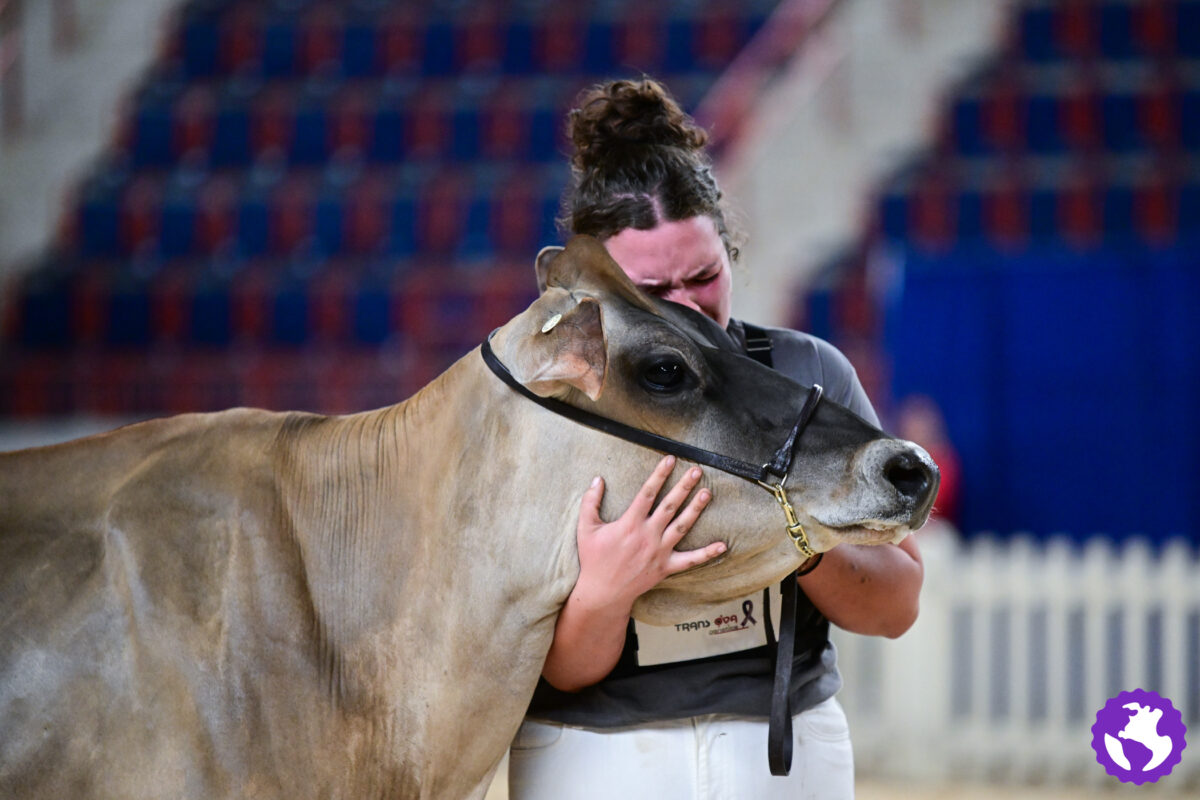 Premier National Junior Jersey Show 2025