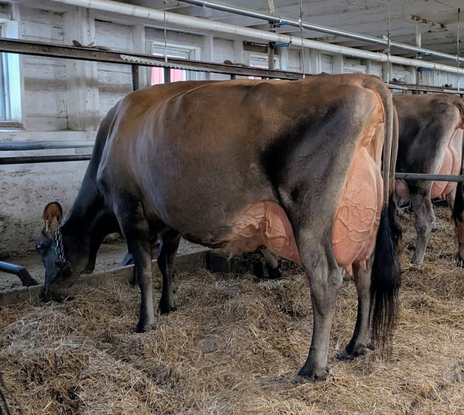 Maplebrough Joel Sue New EX-96% Jersey - Cowsmo